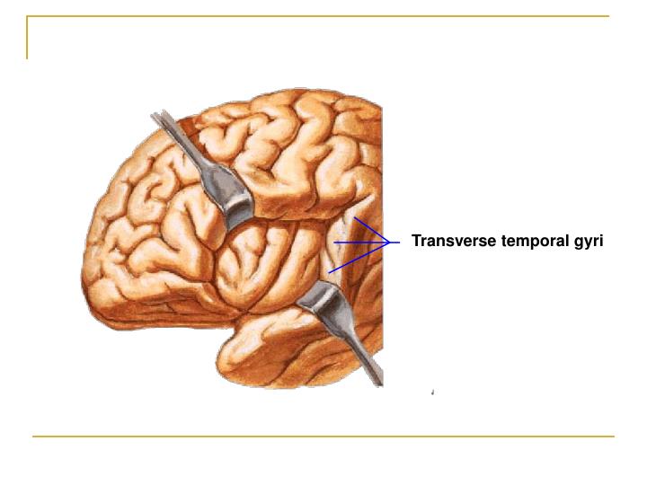 PPT - The Telencephalon PowerPoint Presentation - ID:5257789
