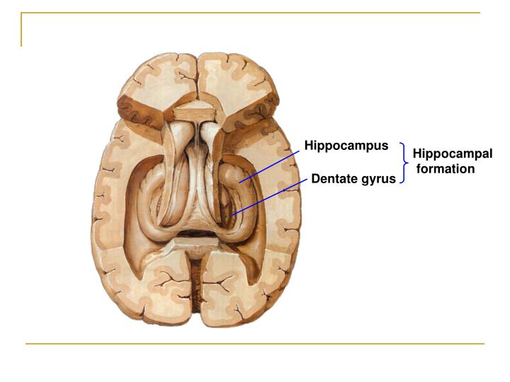 PPT - The Telencephalon PowerPoint Presentation - ID:5257789