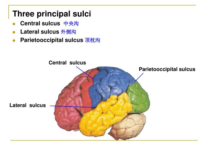 PPT - The Telencephalon PowerPoint Presentation - ID:5257789