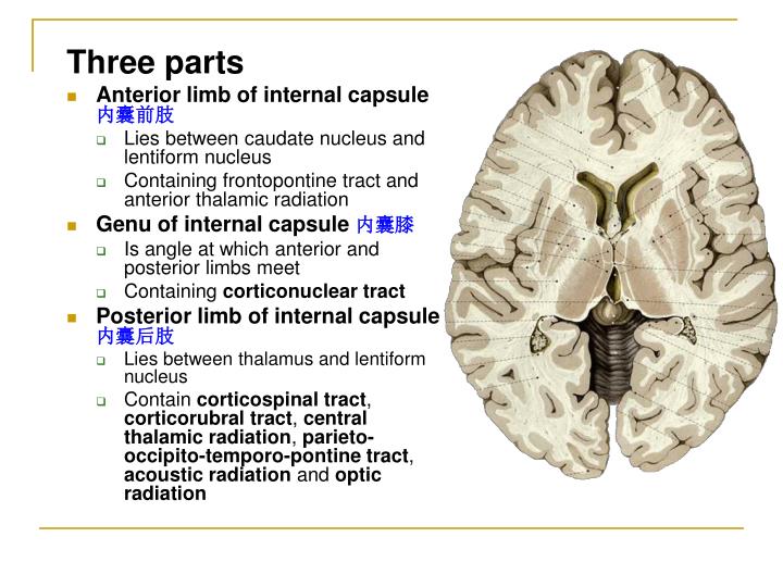 PPT - The Telencephalon PowerPoint Presentation - ID:5257789