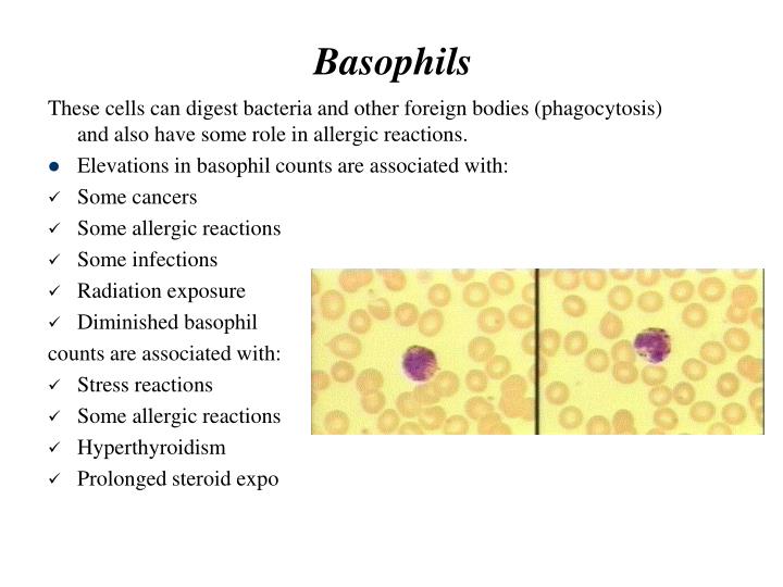 PPT - Complete Blood Count (CBC) PowerPoint Presentation - ID:5258057