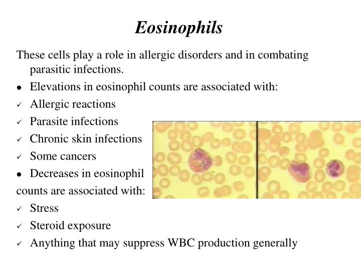 Eosinophils Blood Test Procedure Causes Of Eosinophilia