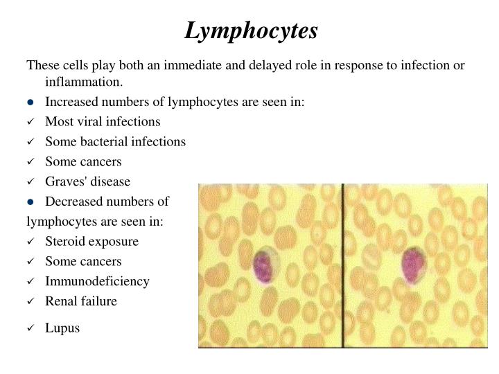 PPT - Complete Blood Count (CBC) PowerPoint Presentation - ID:5258057