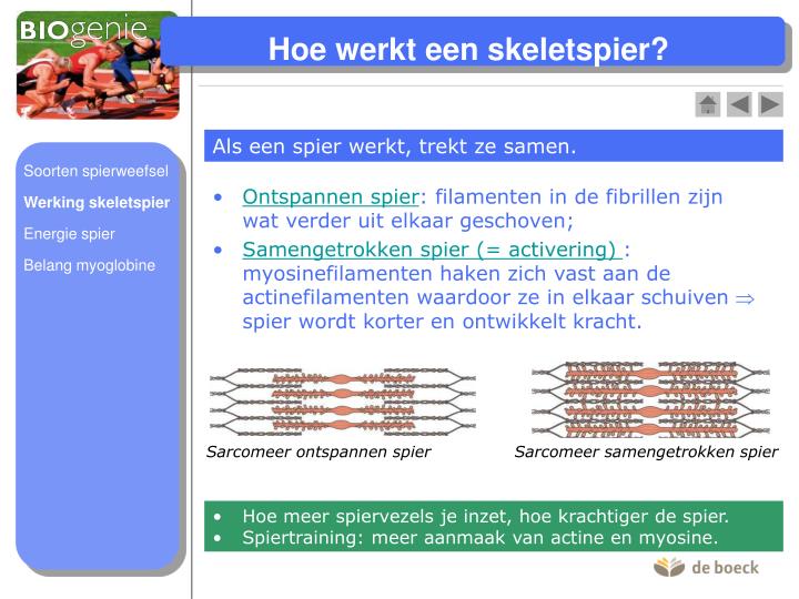PPT - Spierwerking als reactie op prikkels PowerPoint Presentation - ID ...