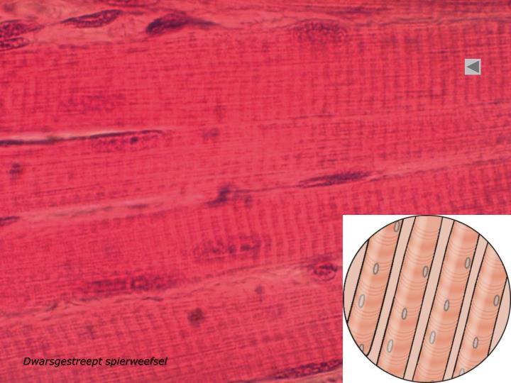 PPT - Spierwerking als reactie op prikkels PowerPoint Presentation - ID ...