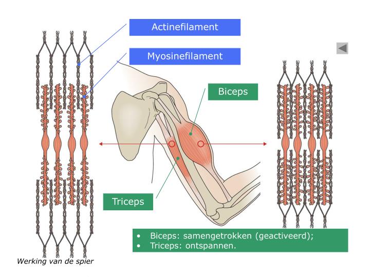 PPT - Spierwerking als reactie op prikkels PowerPoint Presentation - ID ...