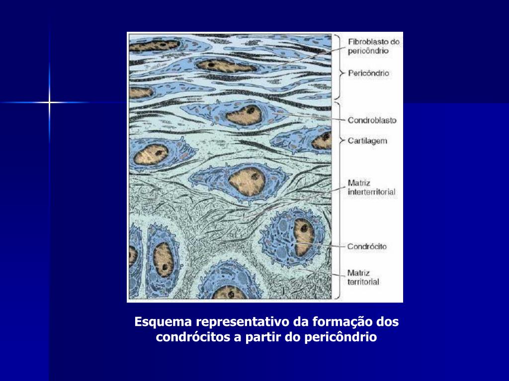 PPT - HISTOLOGIA TECIDO CARTILAGINOSO PowerPoint Presentation, free ...