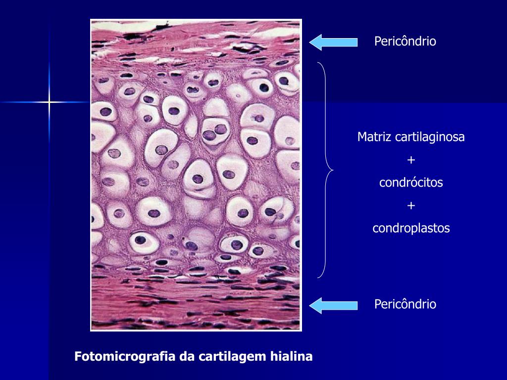 Cartilagem Lisa E Brilhante - LIBRAIN