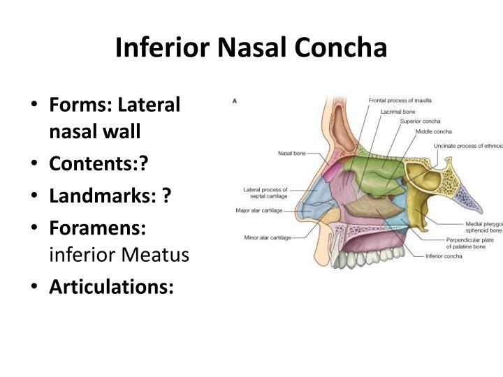 PPT - The Skull I PowerPoint Presentation - ID:5259261
