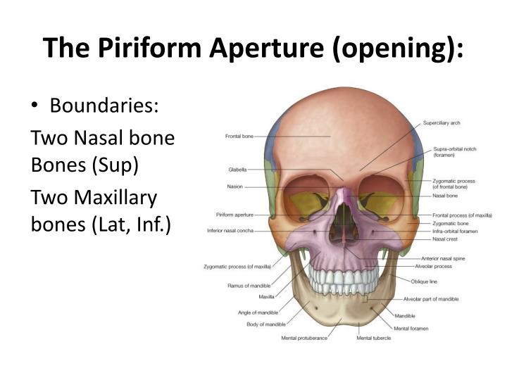 PPT - The Skull I PowerPoint Presentation - ID:5259261