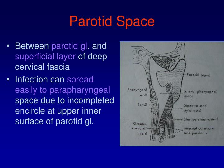PPT - DEEP NECK INFECTION PowerPoint Presentation - ID:5260733