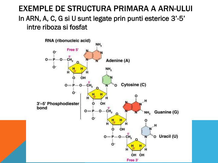 PPT - Acizii Nucleici PowerPoint Presentation - ID:5263297