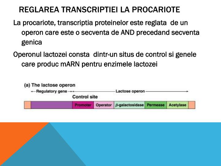 PPT - Acizii Nucleici PowerPoint Presentation - ID:5263297
