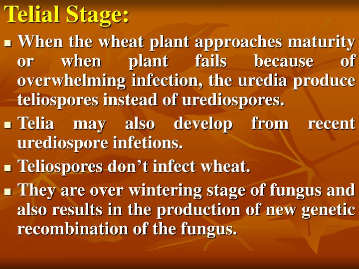 PPT - Stem Rust of Wheat. PowerPoint Presentation - ID:5263514