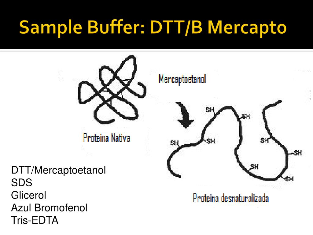 PPT - Caracterización de α - lacta-albúmina : Electroforesis Acrilamida PowerPoint Presentation ...