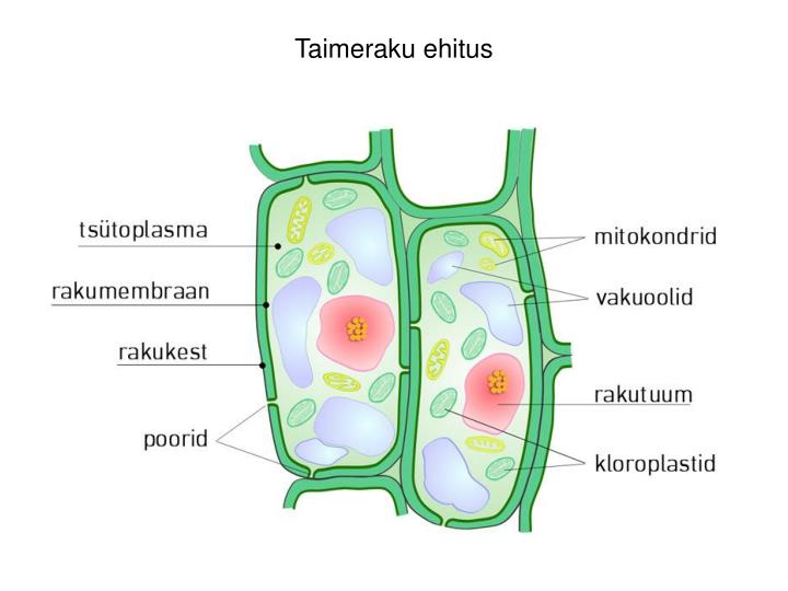 PPT - TAIMEDE EHITUS JA TALITLUS Fotosüntees ja hingamine PowerPoint ...