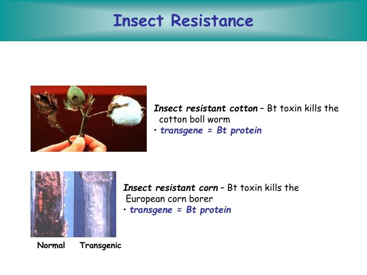 PPT - Transgenic Plants PowerPoint Presentation - ID:5266745