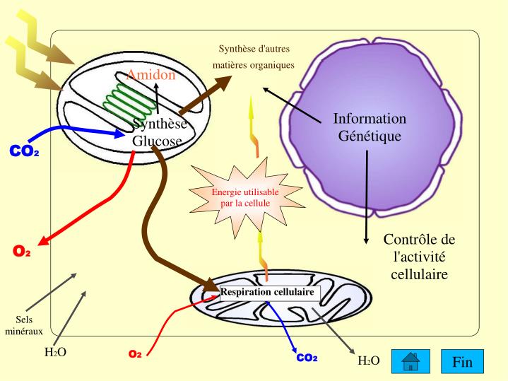 PPT - Schéma Bilan Métabolisme autotrophe Une cellule végétale ...