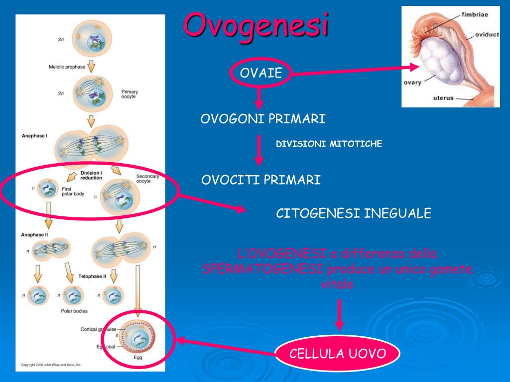 PPT - DNA E RIPRODUZIONE CELLULARE PowerPoint Presentation, free ...