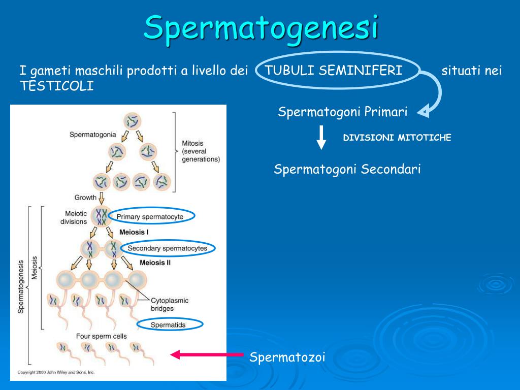 PPT - DNA E RIPRODUZIONE CELLULARE PowerPoint Presentation, free ...