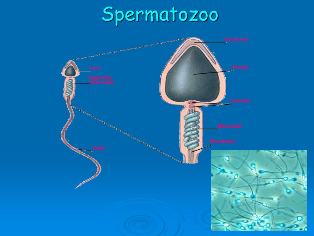 PPT - DNA E RIPRODUZIONE CELLULARE PowerPoint Presentation, free download - ID:5268319