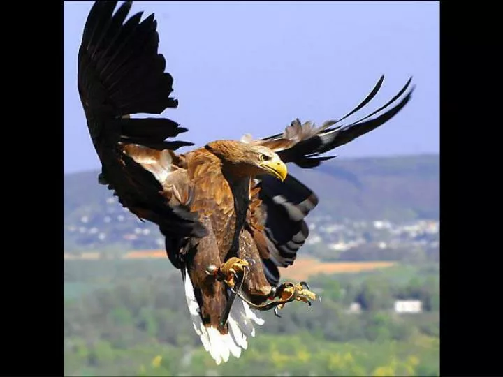 PPT - szep-kepek-1 PowerPoint Presentation, free download - ID:5268702