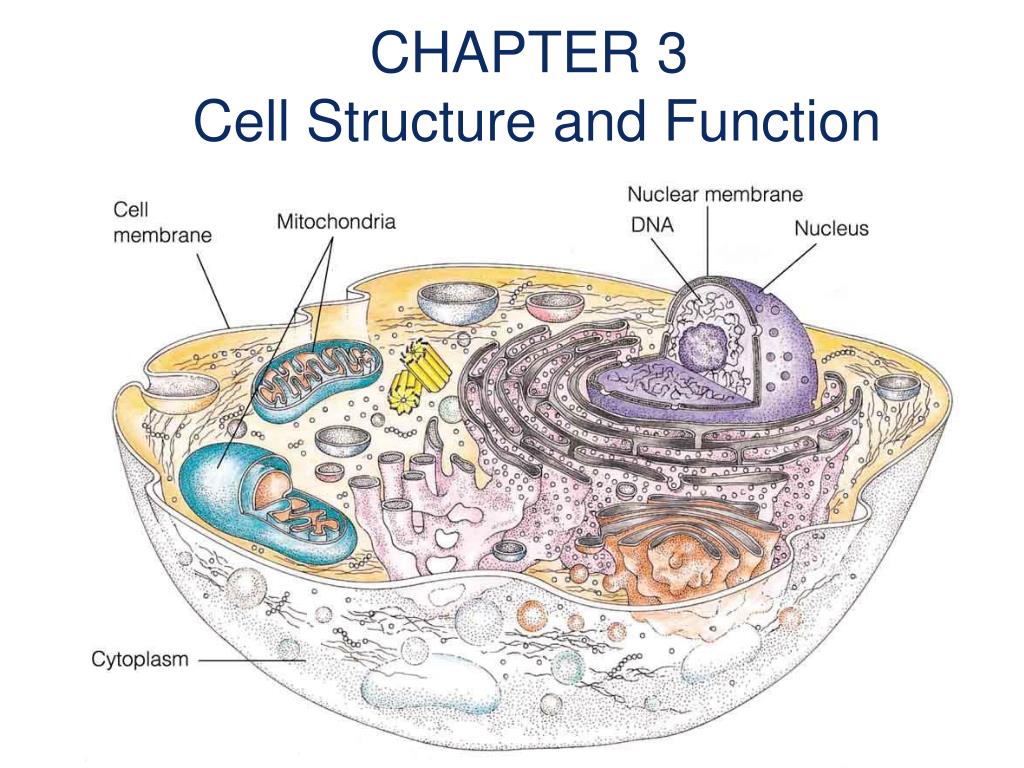 PPT CHAPTER 3 Cell Structure And Function PowerPoint Presentation