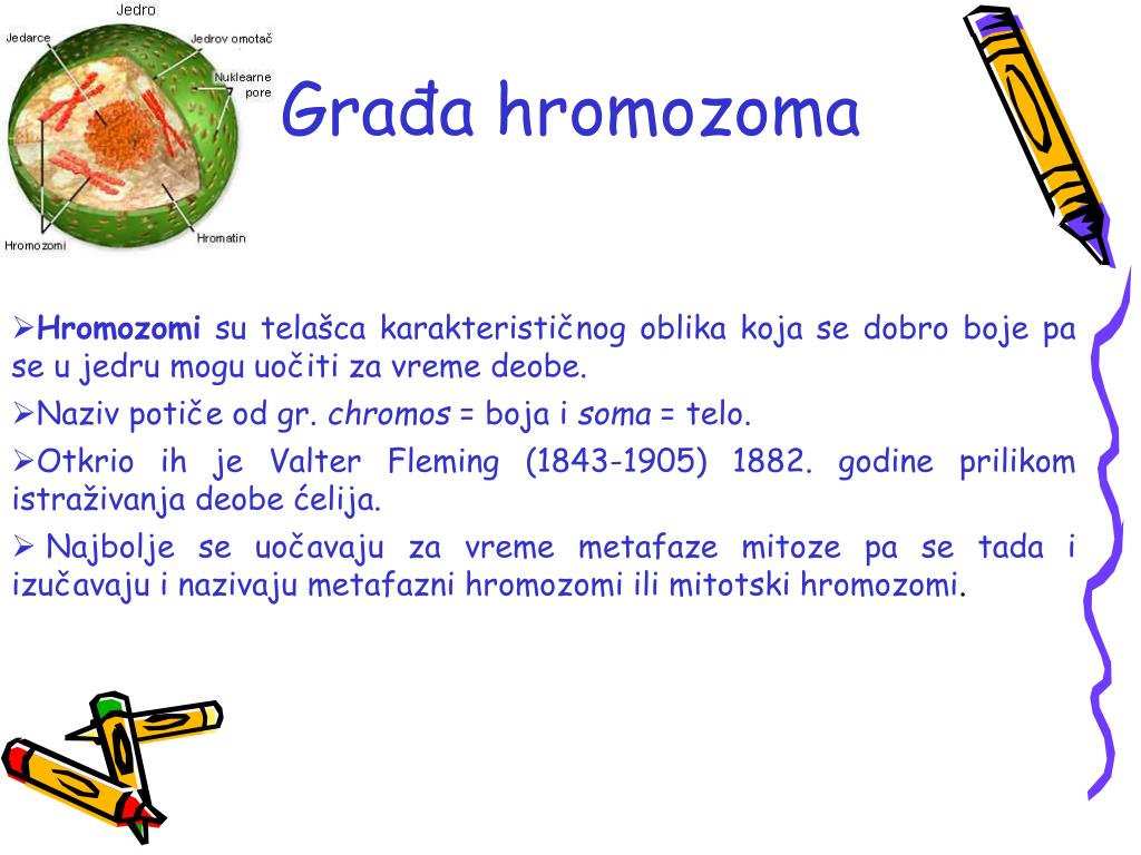 PPT - Genetika životinja 2. Građa ćelije i hromozoma PowerPoint ...