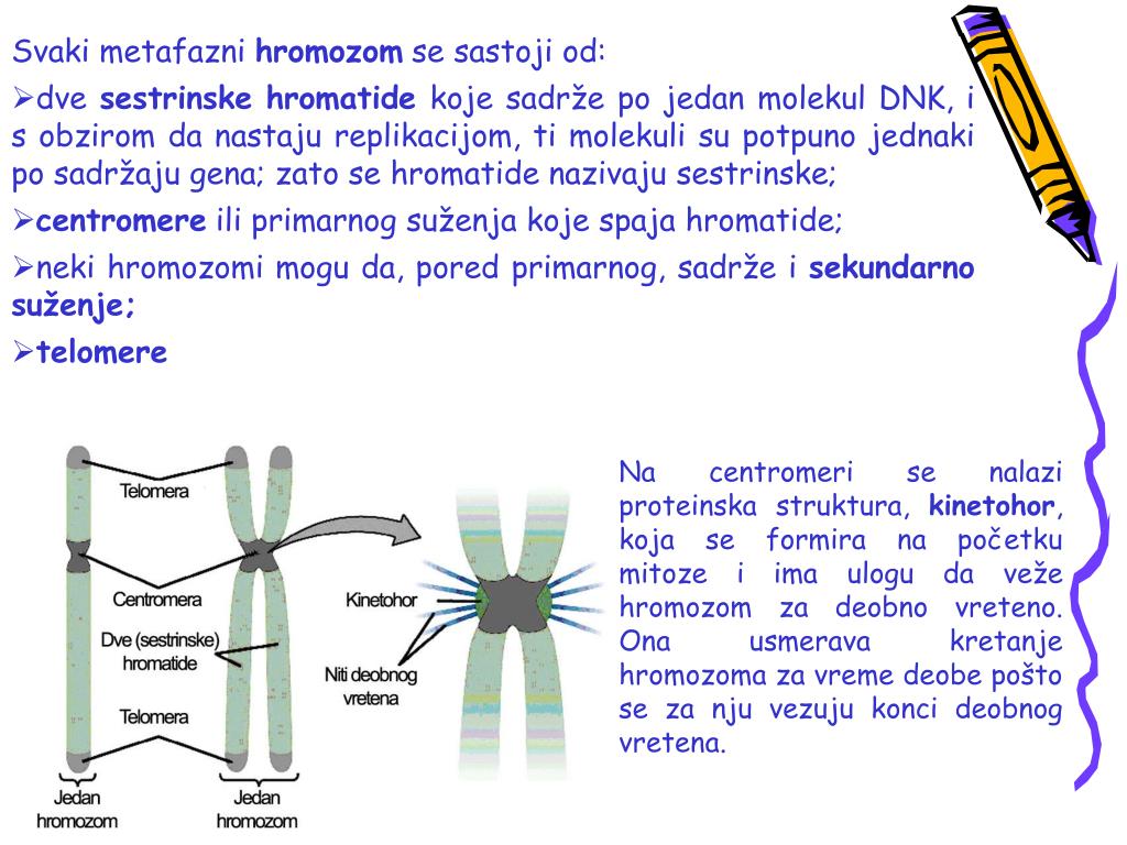 PPT - Genetika životinja 2. Građa ćelije i hromozoma PowerPoint ...