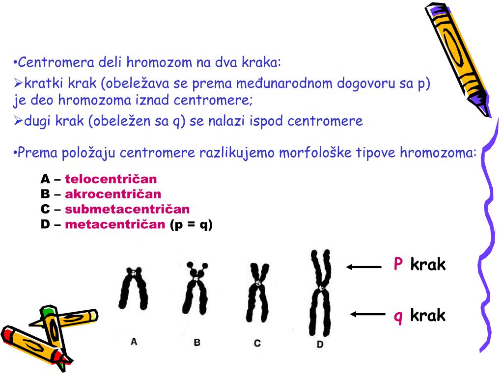PPT - Genetika životinja 2. Građa ćelije i hromozoma PowerPoint ...
