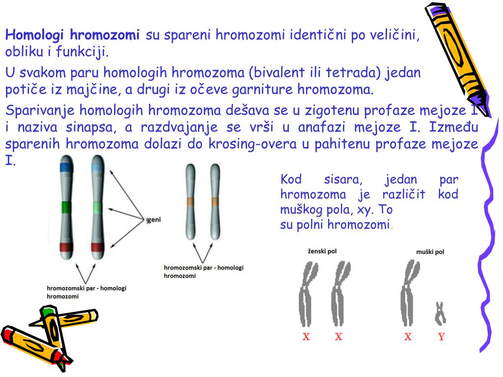 PPT - Genetika životinja 2. Građa ćelije i hromozoma PowerPoint ...