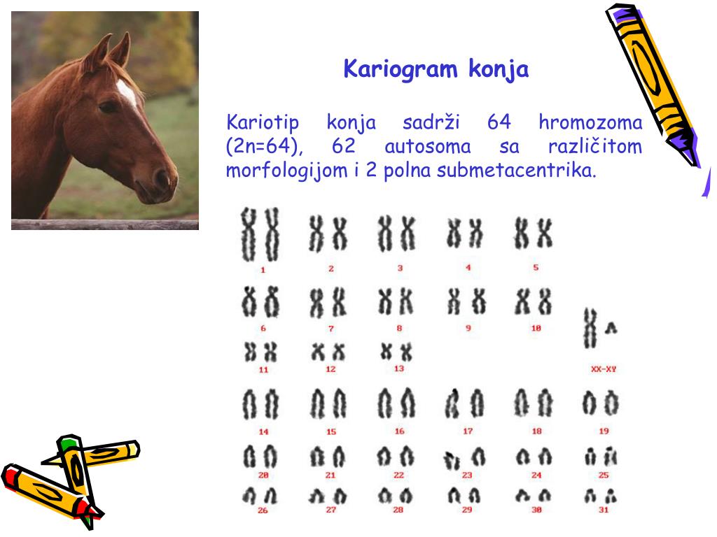 PPT - Genetika životinja 2. Građa ćelije i hromozoma PowerPoint ...