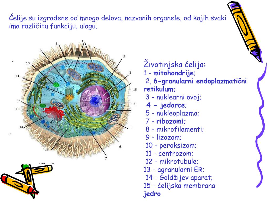 PPT - Genetika životinja 2. Građa ćelije i hromozoma PowerPoint ...