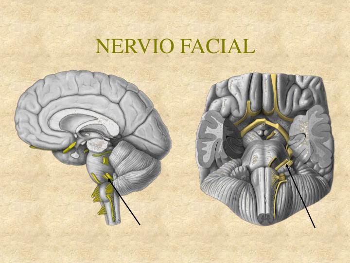 PPT - NERVIO FACIAL NERVIO AUDITIVO PowerPoint Presentation - ID:5275196