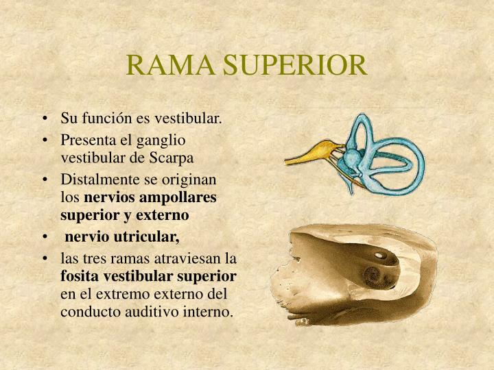 PPT - NERVIO FACIAL NERVIO AUDITIVO PowerPoint Presentation - ID:5275196