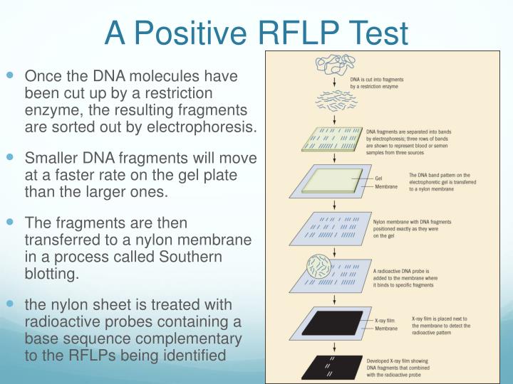 PPT - Review Q’s PowerPoint Presentation - ID:5275917
