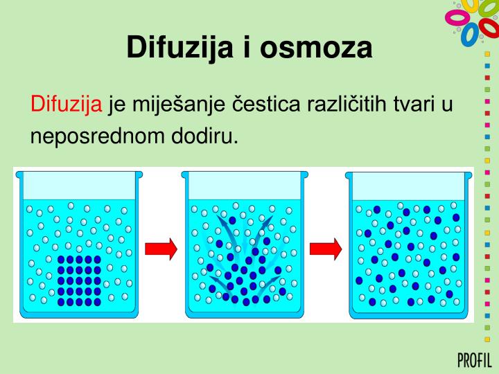 PPT - KORIJEN-građa i uloga PowerPoint Presentation - ID:5279157