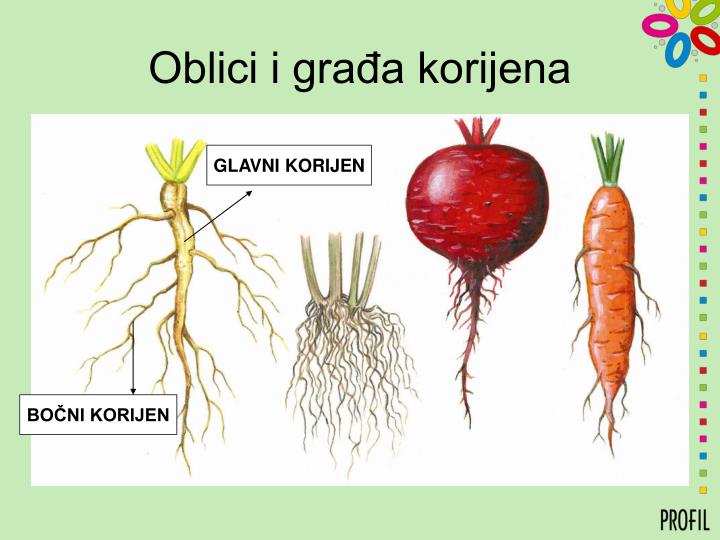 PPT - KORIJEN-građa i uloga PowerPoint Presentation - ID:5279157