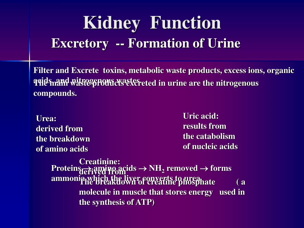 Ppt Overview Of The Urogenital System Urinary Division Powerpoint