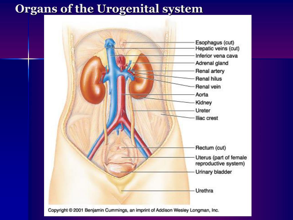 Ppt Overview Of The Urogenital System Urinary Division Powerpoint