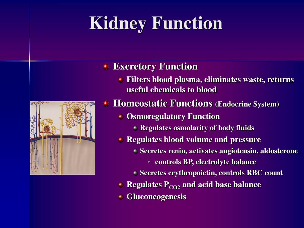 Ppt Overview Of The Urogenital System Urinary Division Powerpoint