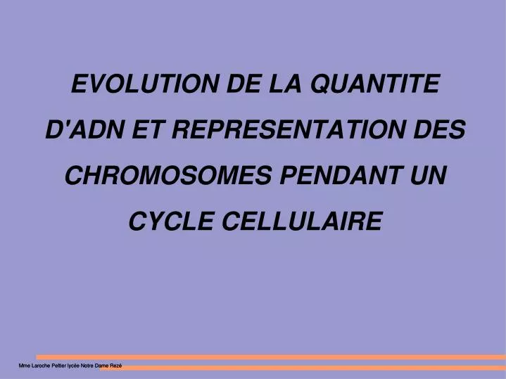 Ppt Evolution De La Quantite D Adn Et Representation Des Chromosomes