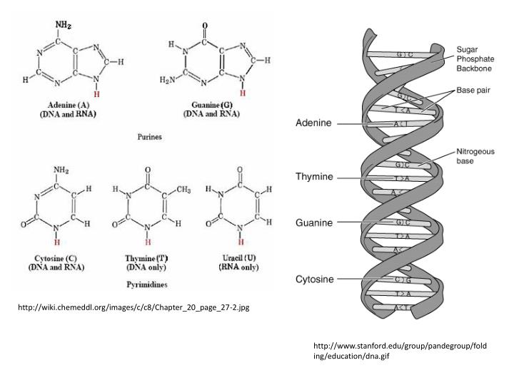PPT - Carbon Macromolecules PowerPoint Presentation - ID:5281656