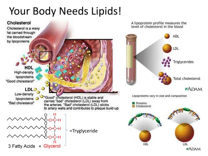PPT - Carbon Macromolecules PowerPoint Presentation - ID:5281656
