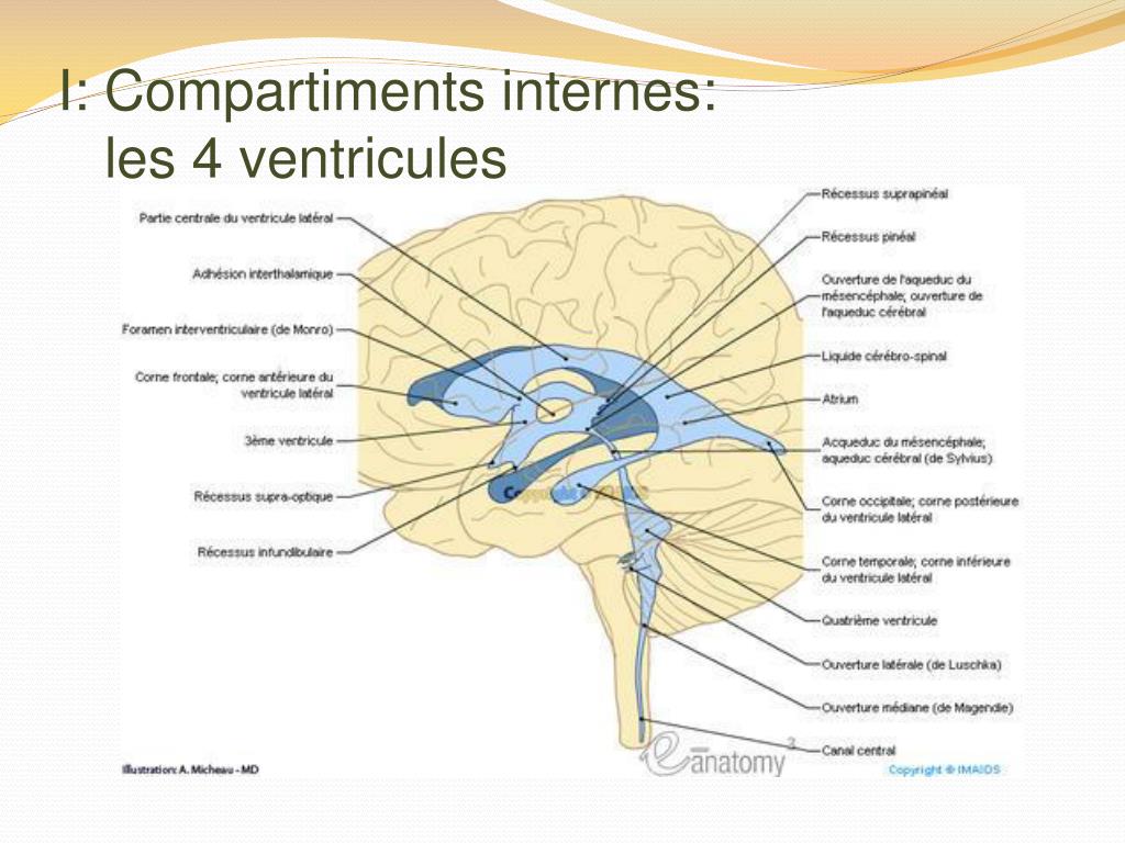 PPT - Les ventricules et le liquide céphalo-rachidien PowerPoint ...