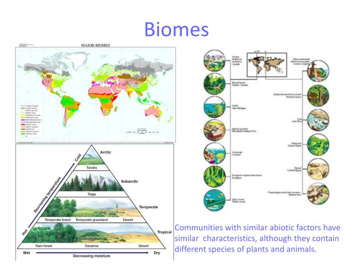PPT - Biology 2B - Ecology PowerPoint Presentation - ID:5285762