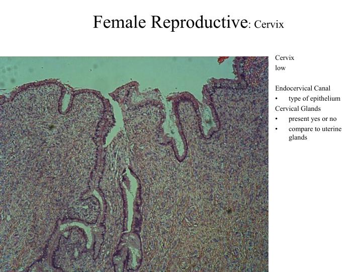PPT - A Digital Resource on the Histology of the Reproductive System ...