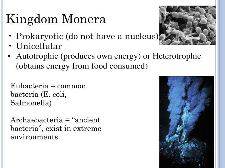 PPT - Taxonomy PowerPoint Presentation - ID:5286271