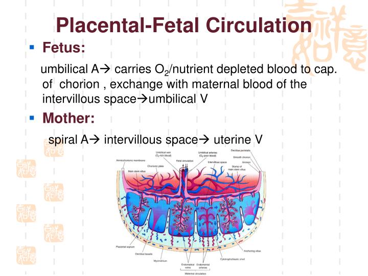 Fetal Maternal Circulation