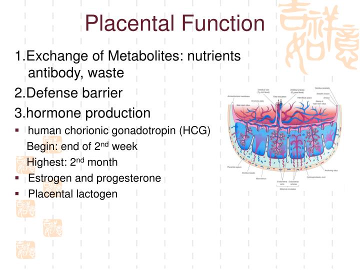 PPT - Fetal Membranes, Placenta and Twinning PowerPoint Presentation ...